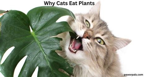 Why Cats Eat Plants Paws R Pals