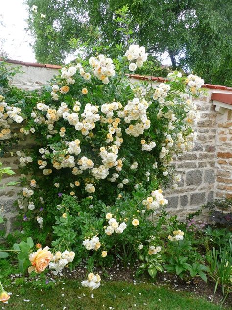 Rock Climbing Board Yellow Climbing Rose Varieties