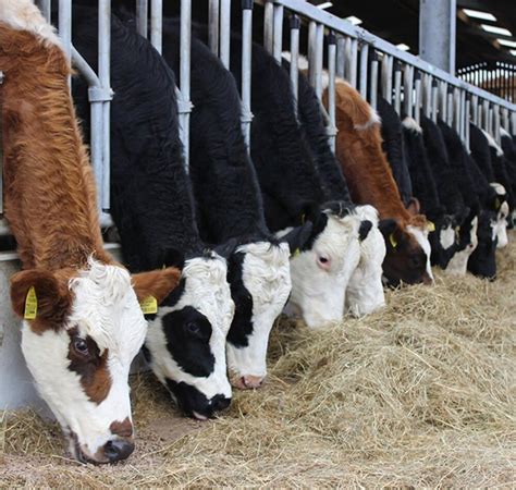 Healthy Resilient Cows For Organic Dairy Farming Biomilkbg