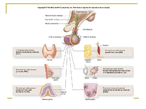 Human Endocrine Glands And Their Secretions N Functions