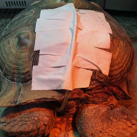 Car Strike Leaves African Sulcata Tortoise With Numerous Injuries