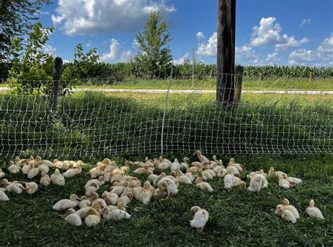 Farming While Female — Fact Harry Rhodes