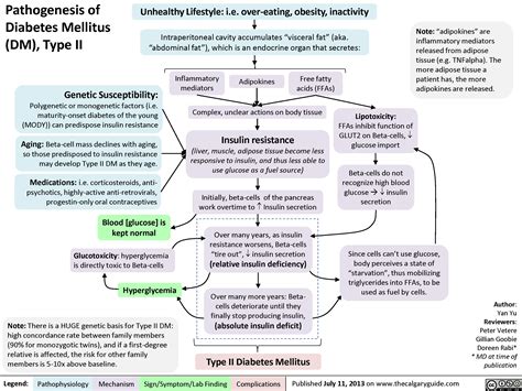 Pathogenesis Of Diabetes Mellitus Dm Type Ii Calgary Guide