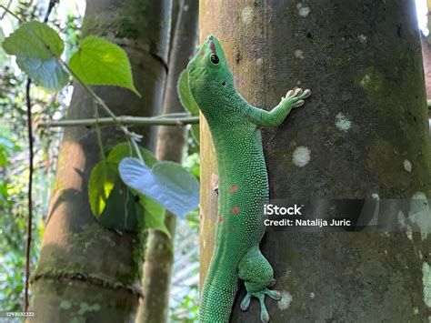 금 먼지의 날 도마뱀 골드 더스트 타게코 또는 일 펠수마 달라 코다 라가 과학에 대한 스톡 사진 및 기타 이미지 Istock
