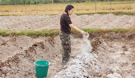 Ways To Add Calcium To Your Soil Backyard Boss