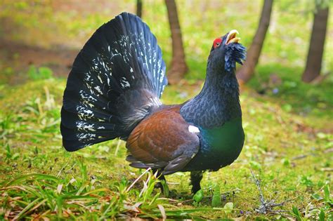 Cocoșul De Munte O Pasăre Pe Cale De Dispariție Care Mai Poate Fi Văzută Doar în Câteva țări