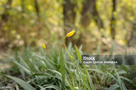 다채로운 천연 야생 튤립 눈방울 꽃 화창한 날의 파노라마 풍경 아름다운 자연의 섬세한 하얀 꽃밭 야외 태양의 빛나는 봄 초원 선택적 초점 0명에 대한 스톡 사진 및 기타