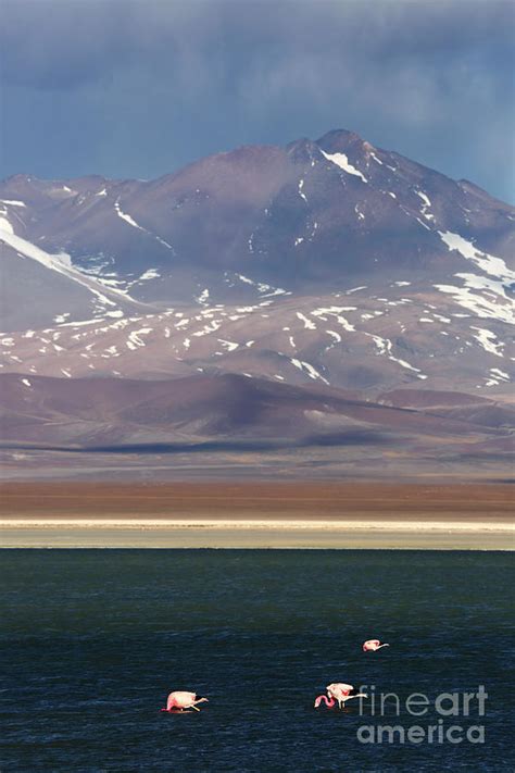 Andean Flamingos And Laguna Santa Rosa Chile Photograph By James