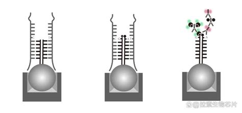 拉索实验室｜为什么固相基因芯片被誉为分子育种的“金标准”？