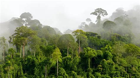 What Is Forest Biodiversity