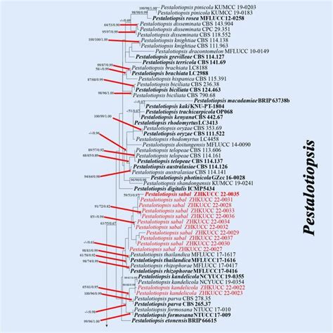 Phylogram Generated From Raxml Analysis Based On Combined Its Tub2 Download Scientific