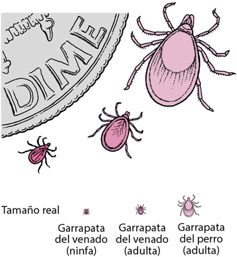 Picaduras De Garrapatas Lesiones Y Envenenamientos Manual Msd