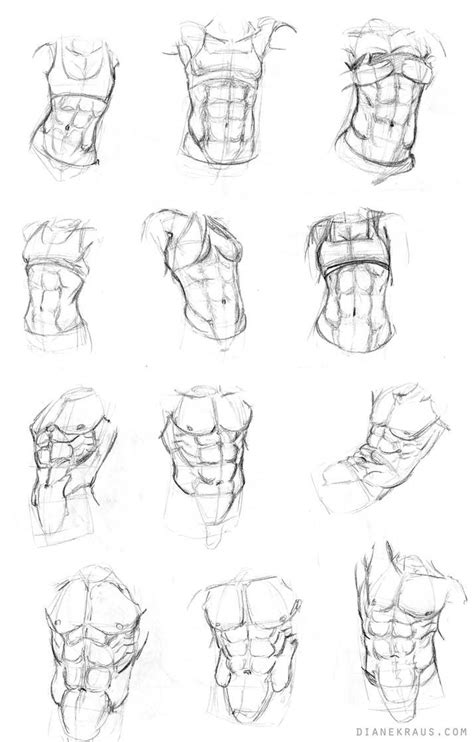 Torso Studies By Banjodi Anatomy Art Human Anatomy Art Human