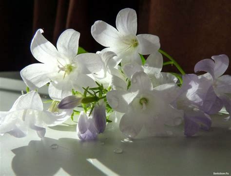 Банк Обоев обои Откуда такая нежность фото Обои для рабочего стола Откуда такая нежность