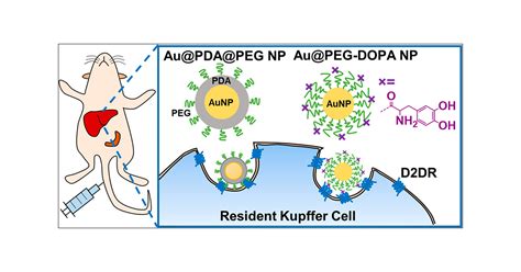 Dopamine Receptor Mediated Binding And Cellular Uptake Of Polydopamine