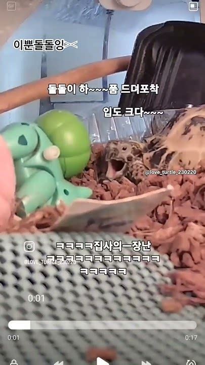 ㅋㅋㅋ입이 크~~~게 하품하는 거북이 돌돌이의 입 영상으로 장난처보기 귀여웡 거북이 육지거북이 집사의하루 편집영상 쇼츠 Youtube