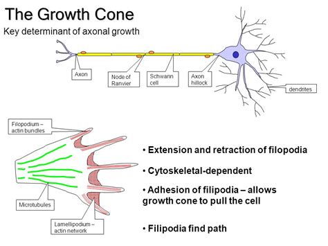 Development Of Nervous System Ppt Video Online Download