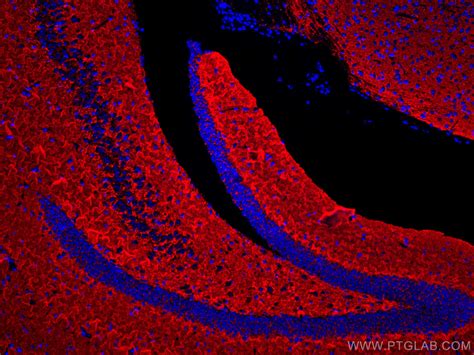 Synaptophysin Antibody CL Proteintech