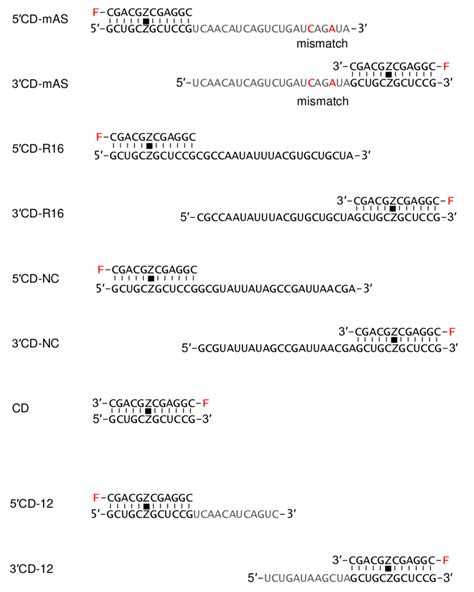 Figure S2 Sequences Of Fluorescence Labelling Asos The Complementary