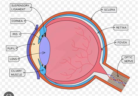 Diagram Of Biology Paper 2 Quizlet