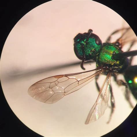 Monitoring Projects — National Native Bee Monitoring Network