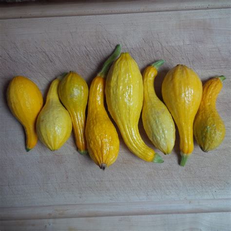 Recipe Yellow Squash Soup Gardenerd