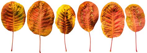 「cotinus」の画像 1669 件の Stock 写真、ベクターおよびビデオ Adobe Stock