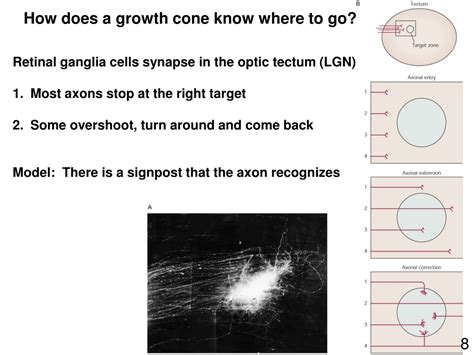 Ppt Axon Guidance Navigating Neural Networks Powerpoint Presentation Id 9547360