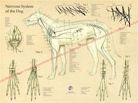 Dog Nervous System Anatomy Poster 18 X 24 Body Of Elements