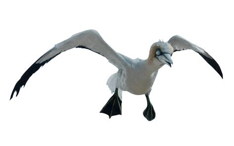 Scuttle By Dracoawesomeness On Deviantart