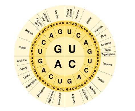 Amino Acid Translation Wheel At Don Casteel Blog