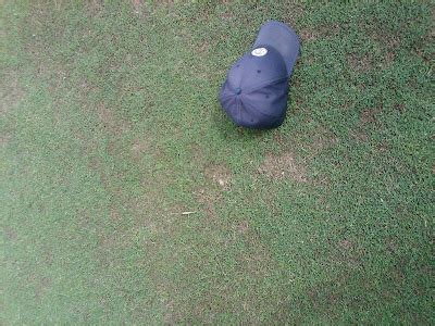 Turfgrass Disease Updates For Golf Courses Pythium Crop Science Recaps And Dr Bob Endo