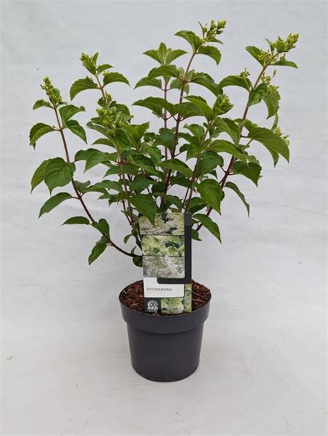 Hydrangea Paniculata Unique — Plant Wholesale Floraccess