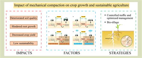 Effect Of Soil Compaction And Light Availability On Mean Planting