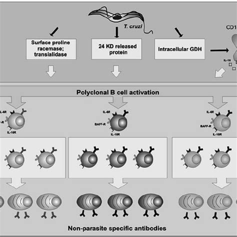 Polyclonal B Cell Activation Induced By T Cruzi Antigens Surface T Download Scientific