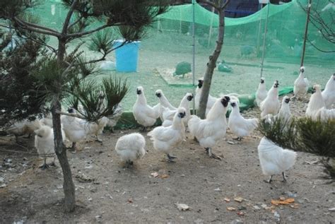 흙색 칠면조 흰색 칠면조 종란 아프리카거위 종란회갈색 황갈색 백색재래닭 종란골드쿠쿠마란 블랙쿠쿠마란 종란천둥오리 종란기러기 종란호로조 종란토종닭 유정란청란계