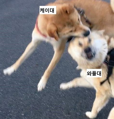 니네 적당히해라 그러다가 수요일 경기 취소되면 스타크래프트 에펨코리아