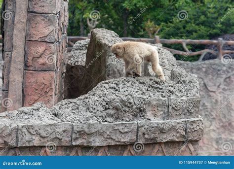 Curvet Macaque Macaca Mulatta Stock Image Image Of Pale Back 115944737