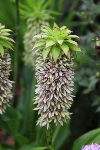 Eucomis Bicolor Alchetron The Free Social Encyclopedia