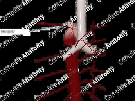 Subclavian Artery Complete Anatomy