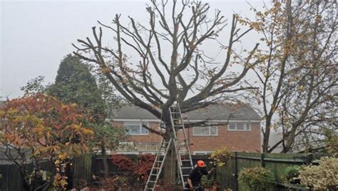 How To Trim A Birch Tree 9 Expert Guide