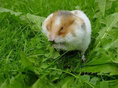Hamster All About Hamster