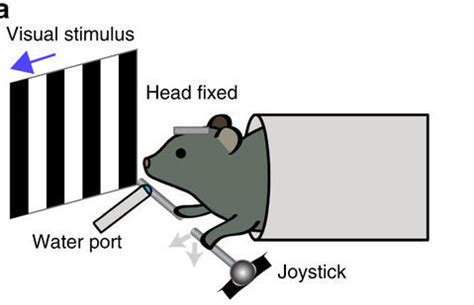 Mice Motor Learning And Making Decisions Research Blog