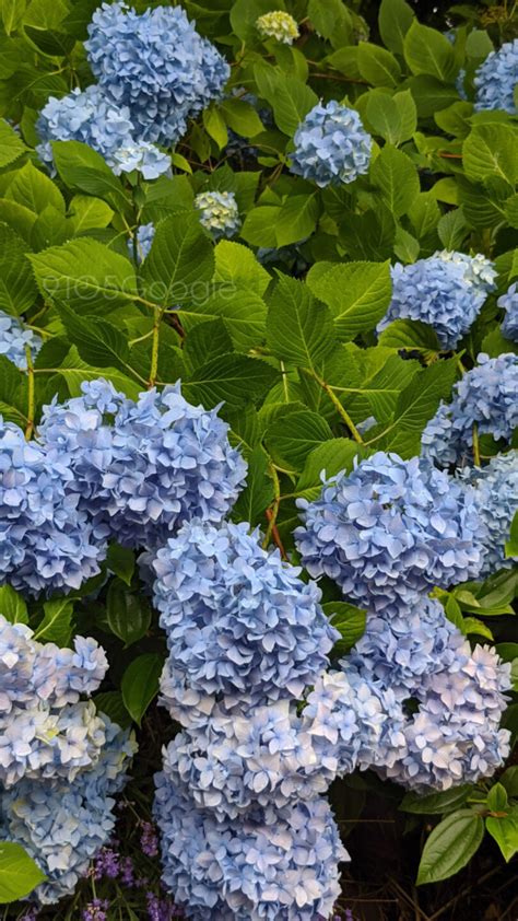 Leaked Google Pixel 4 Camera Samples Show Abilities Android Authority