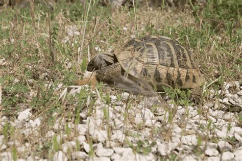 Can Turtles Eat Bread Avoid Feeding Them Bread