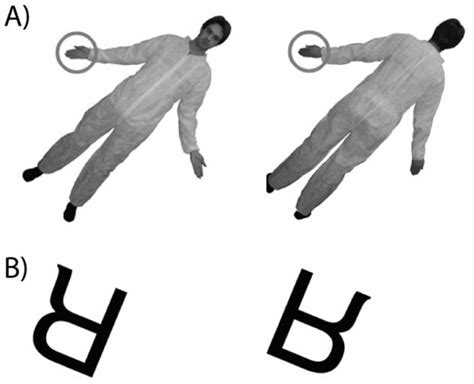 Example Stimuli In The Spatial Transformation Tasks A Front And Download Scientific Diagram