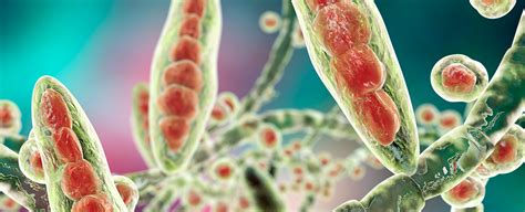 Cdc First Us Cases Of Severe Drug Resistant Ringworm Identified