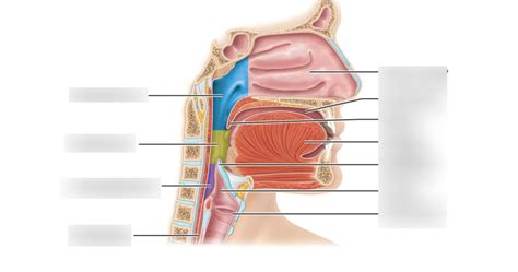 Bio 202 Lab 3 Exam Upper Respiratory Diagram Quizlet