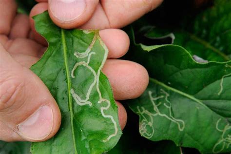 Problem Solving Leaf Miner Fly Bbc Gardeners World Magazine