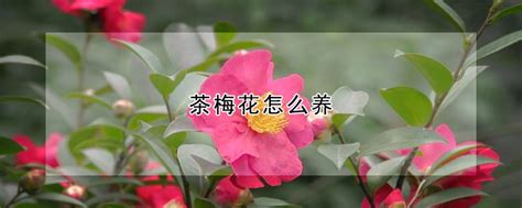 茶梅 茶梅的养殖方法和注意事项 茶梅花怎么养 茶梅用什么肥料好 茶梅花图片 发财农业网